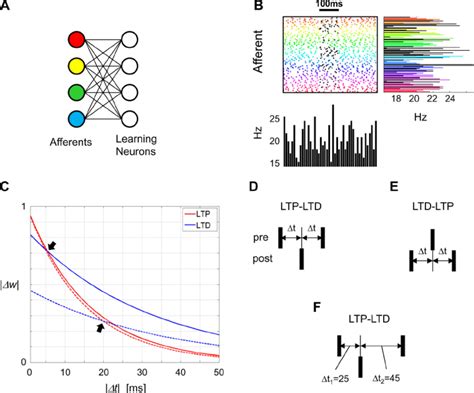 elements of temporal coding and spike timing dependent plasticity download scientific diagram