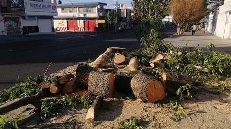 Denuncian más tala de árboles en León Guanajuato de nuevo en Malecón