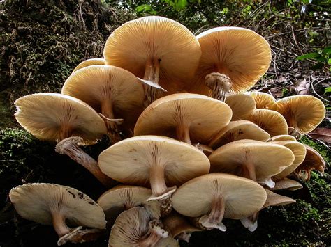 California Fungi Armillaria Mellea