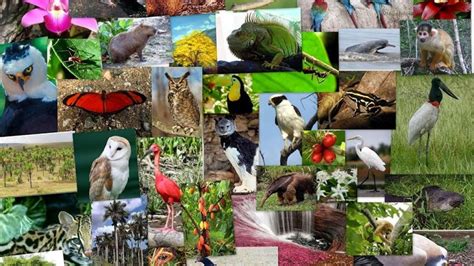 Cuáles son los 5 países con mayor biodiversidad del planeta Weekend