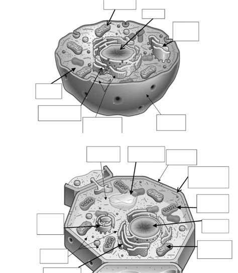 Plant Cell Diagram Labeled Worksheet