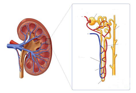 Module The Renal System Diagram Quizlet