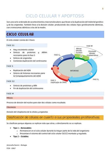 Ciclo Celular Y Apoptosis Studymedwithanto Udocz