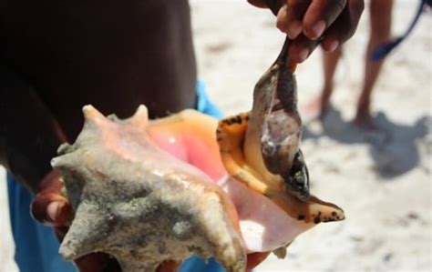 What Does Conch Taste Like Does It Taste Good Americas Restaurant