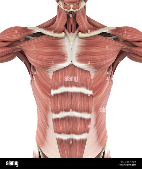 Anatomy Of Upper Torso Male