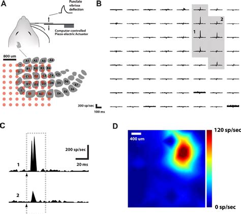multi electrode array recording of cortical layer 4 response to download scientific diagram
