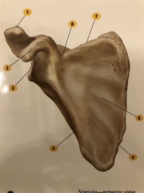 Scapula Anterior View Diagram Quizlet