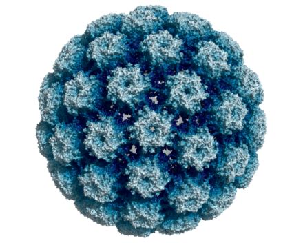 Papillomavirus humain Wikipédia