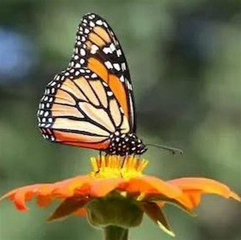 Solve Butterfly Jigsaw Puzzle Online With Pieces