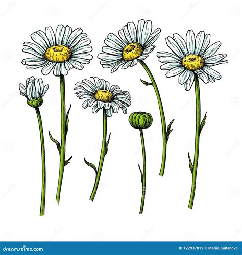 Dibujo De La Flor De La Margarita Objeto Floral Dibujado Mano Del