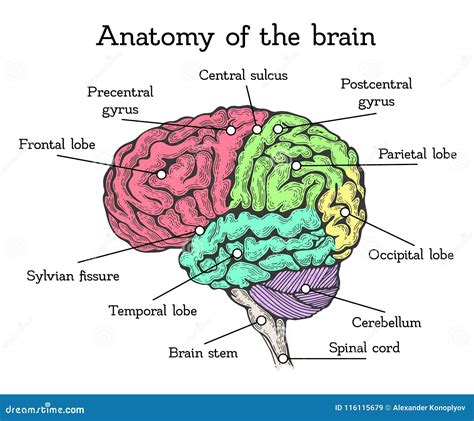 Esquema Del Cerebro