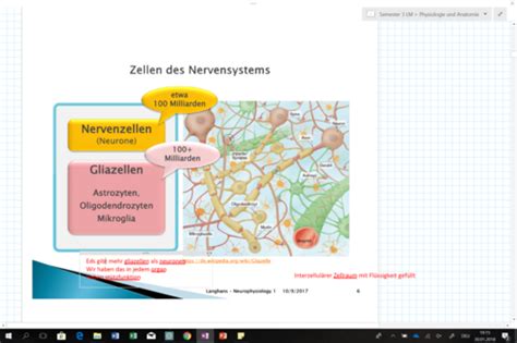 Neurophysiologie Flashcards Quizlet