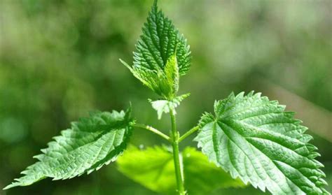 Ortica proprietà benefici usi rimedi naturali e controindicazioni