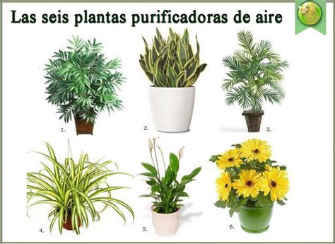 Plantas Purificadoras De Aire Remedios Naturales