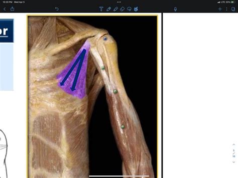 Joints Flashcards Quizlet