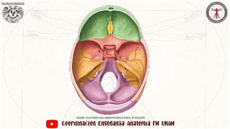 Anatomia FacMed On Twitter FOSA CRANEAL POSTERIOR Https T Co