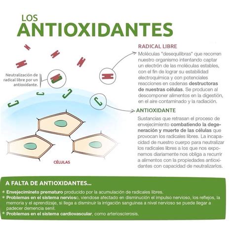 Que Son Los Radicales Libres Y Para Que Nos Sirven Los Antioxidantes