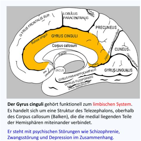 Neuroanatomie Topographie Struktur Funktionen Flashcards Quizlet