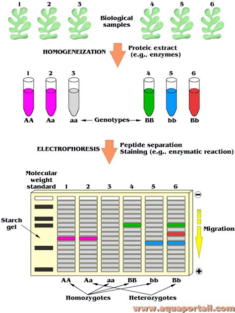 Alternative Agresser Qu Est Ce Qu Un Marqueur Biologique Barry Ambigu