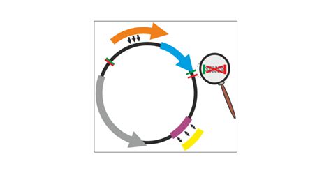 Designed Plasmid Vector