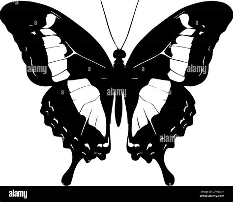 Silueta De Mariposa Monarca Aislado Sobre Fondo Blanco Ilustraci N