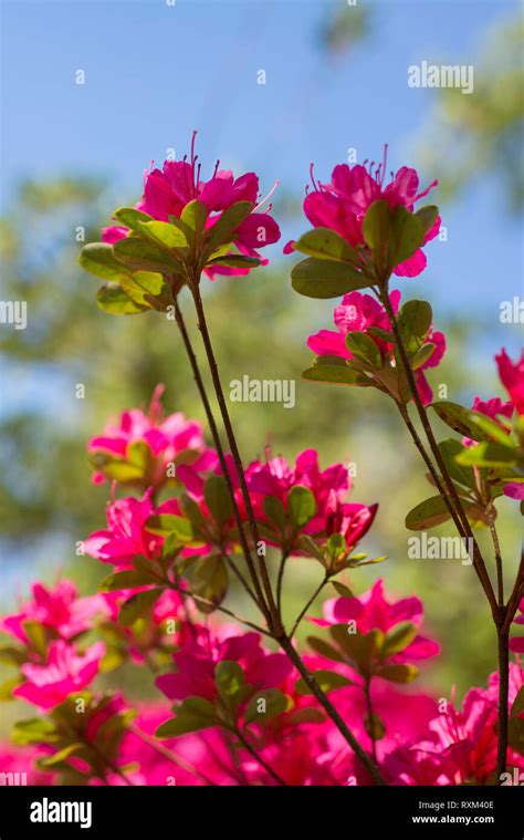 Rododendro ima shojo fotografías e imágenes de alta resolución Alamy