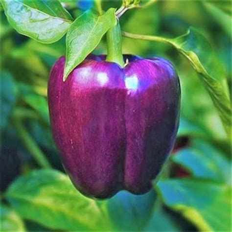 Jual 5 Benih Paprika Ungu PURPLE STAR F1 Bibit Tanaman Sayur Sayuran