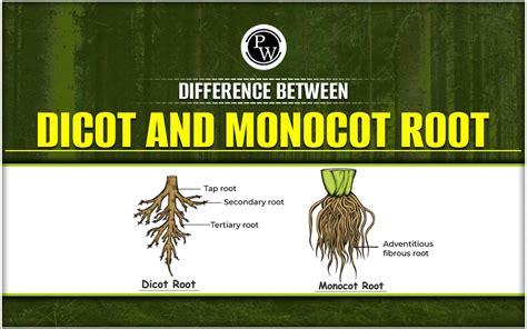 Difference Between Dicot And Monocot Root Key Differences