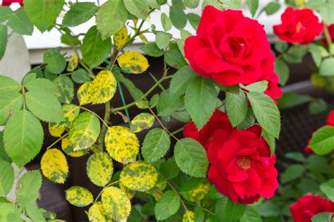 Rosal Hojas Amarillas Huerto En Casa