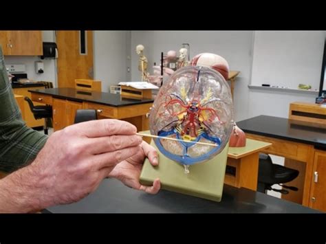 Chapter 18 Veins Labs Flashcards Quizlet