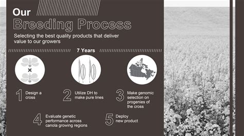 Canola Breeding Process