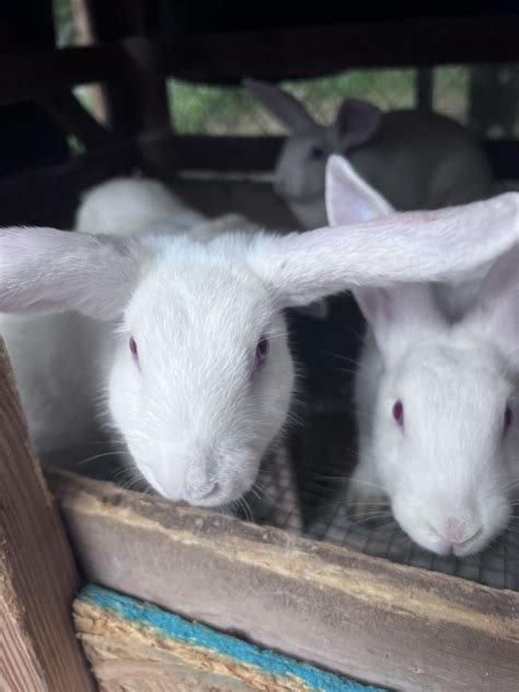 New Zealand Rabbit For Sale In Elizabeth Petzlover