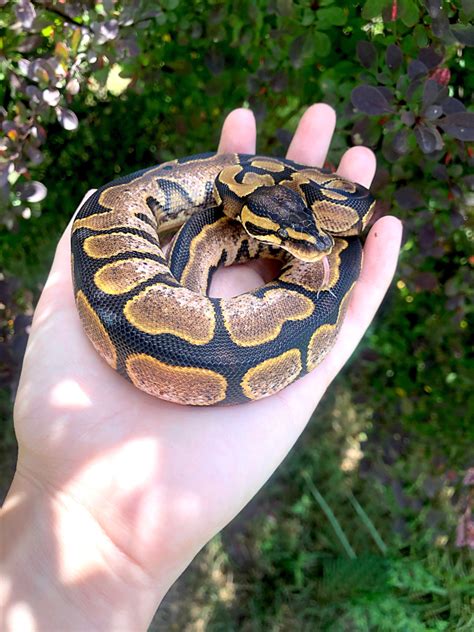 Calico Ball Python Morph Morph List Writflx