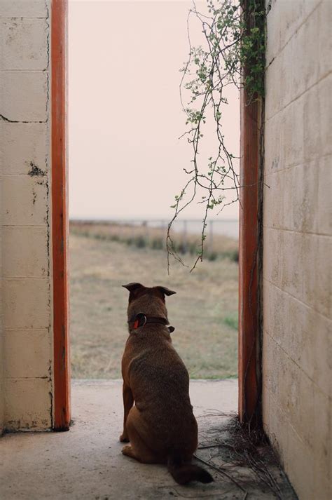 Guía WUF Qué hacer si encuentras un perro abandonado en la calle