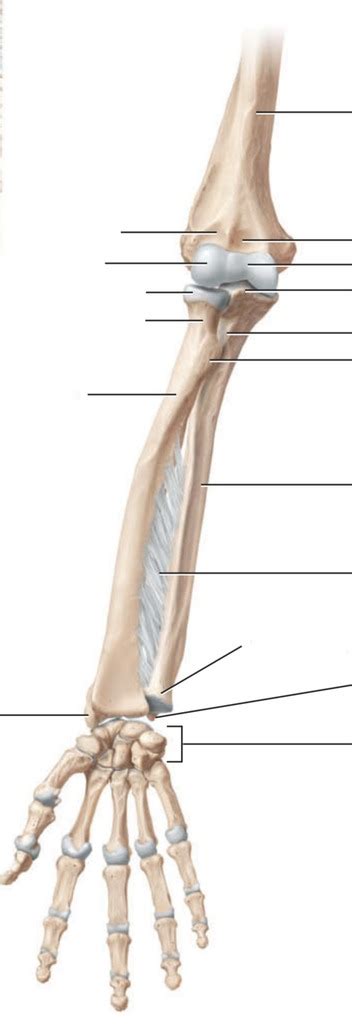 Anterior View Of The Upper Limb Diagram Quizlet