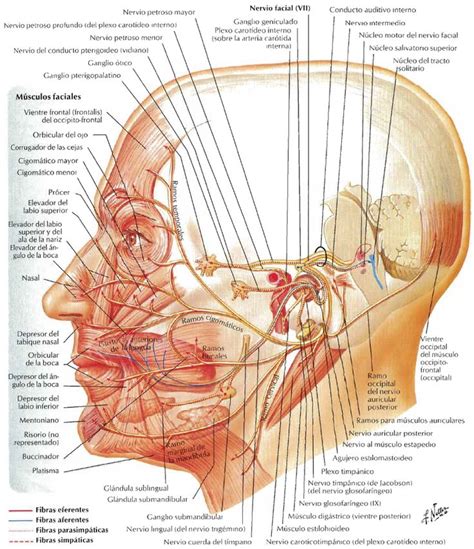 FCM UNAH Anatomía Macroscópica blog sobre la cátedra de Anatomía