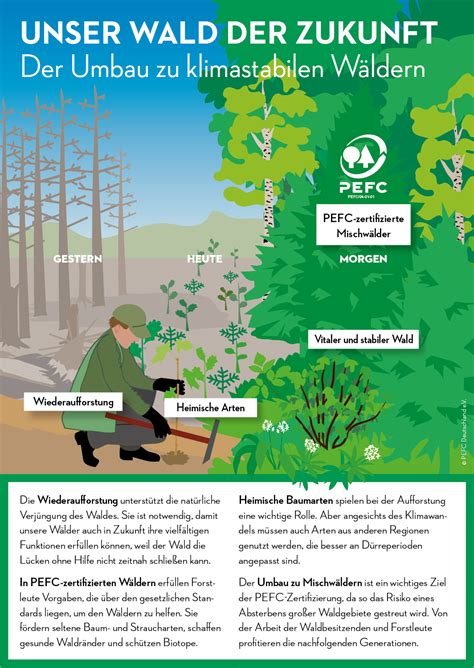 Neuigkeiten Klimastabiler Waldumbau macht unsere Wälder fit für