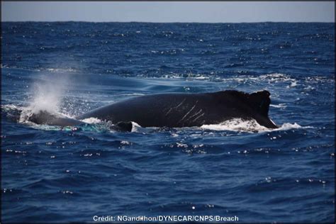 Les Infos Du Mois De L Association Mon Cole Ma Baleine Les Baleines