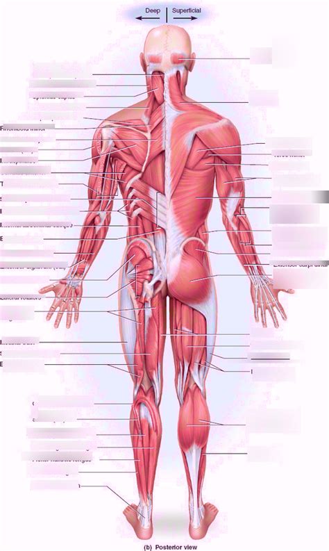 Muscle Posterior Diagram Quizlet