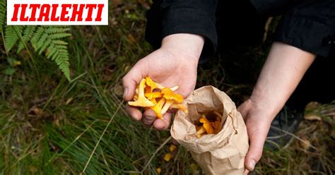 Jos metsään haluat mennä nyt