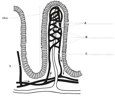 Structure Of The Villus Absorption In The Ileum Diagram Quizlet