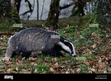 Eurasian Badger Meles Meles Stock Photo Alamy