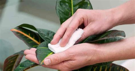 Cómo limpiar las hojas de las plantas Bezzia