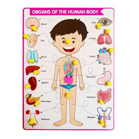 Parts Of Body With Internal Organ Peg Board Puzzle StarAndDaisy