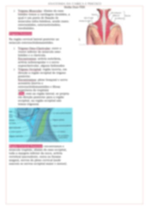 SOLUTION Anatomia Cabec A E Pescoc O M Sculos Do Pesco O Studypool