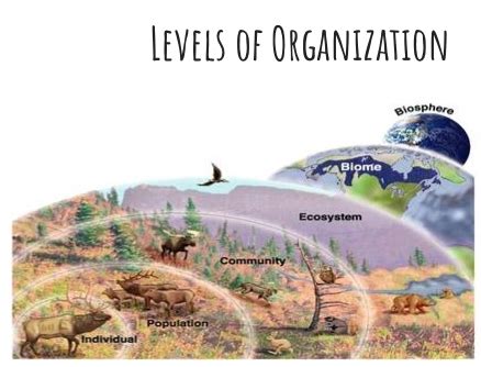 Ecosystem Ecology Diagram Quizlet