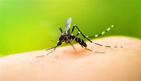 Nueva invasión de mosquitos en el AMBA por qué se producen Noticias AM