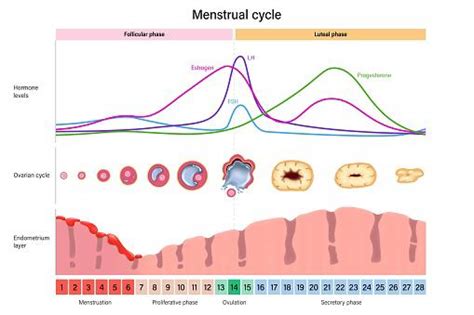 Ciclo menstrual entenda suas fases e quais hormônios atuam Summit Saúde