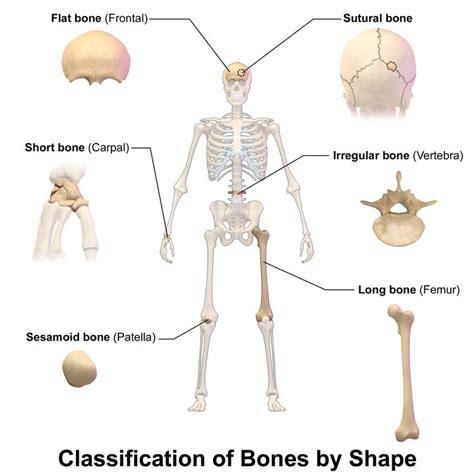 Interesting And Surprising Facts About The Human Skeleton Types Of