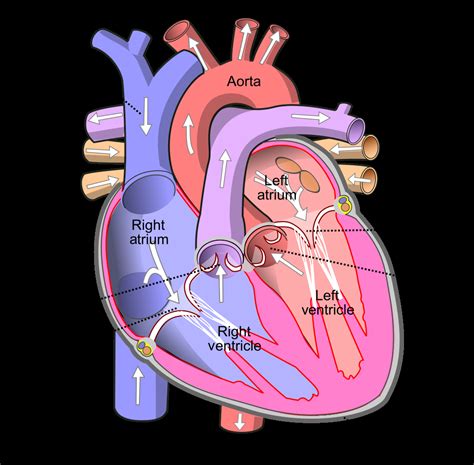 Structure Of The Human Heart Labeled